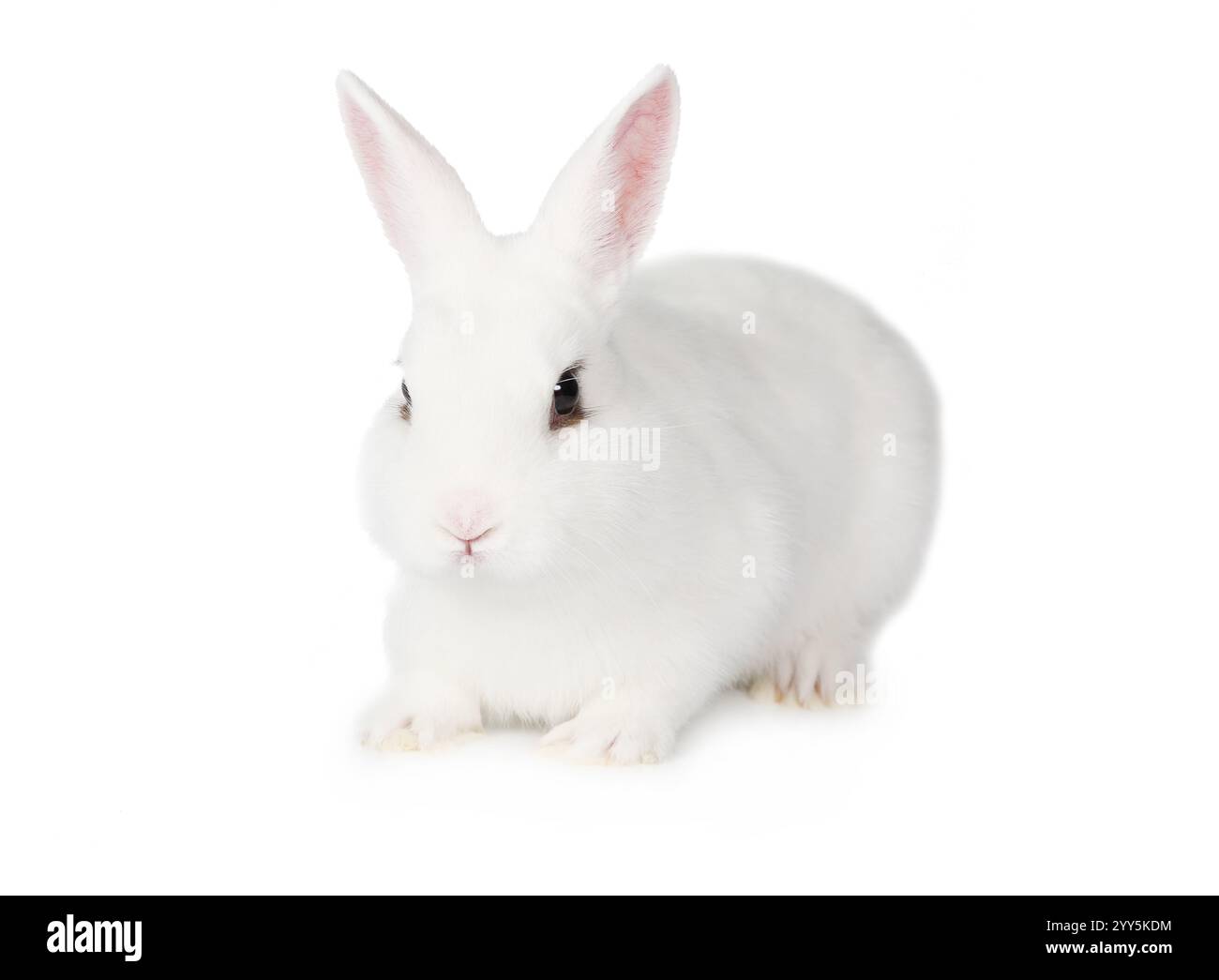 Pretty white fluffy Bunny isolated on white background Stock Photo - Alamy