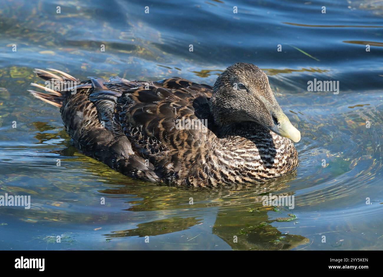 The uks heaviest duck hi-res stock photography and images - Alamy