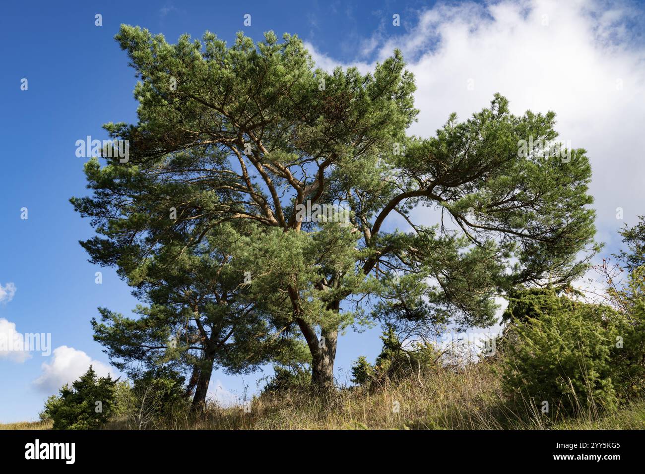 Common pine (Pinus sylvestris), blue sky, white clouds, on juniper ...