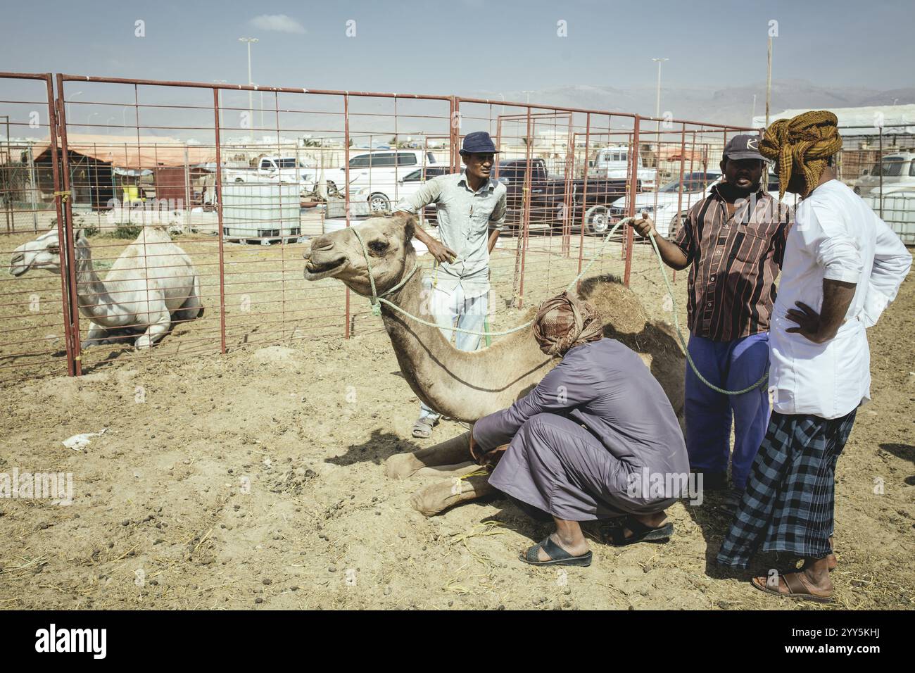 Transport of a purchased dromedary (Camelus dromedarius) to the ...