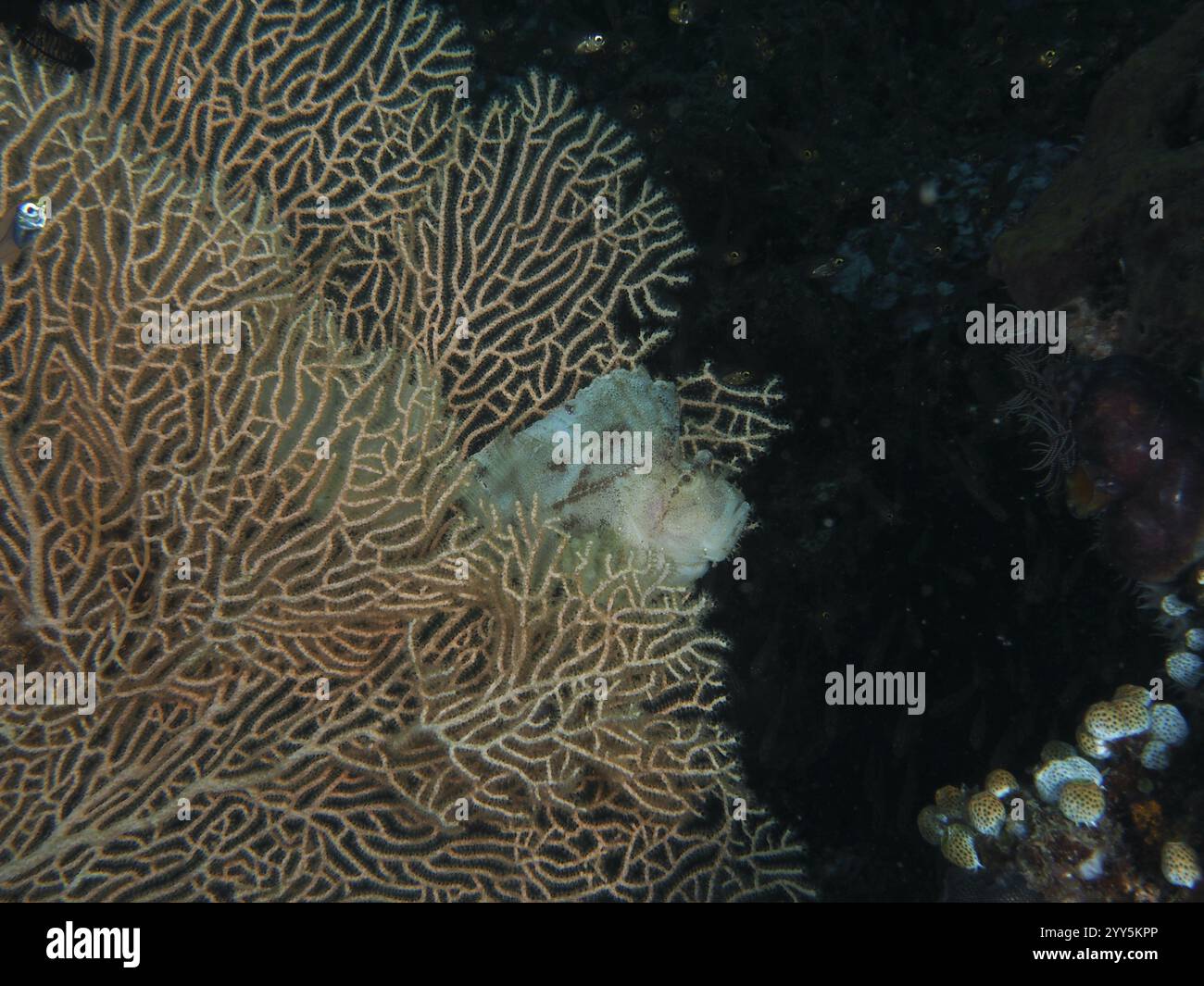 A well camouflaged rocking fish (Taenianotus triacanthus) is hidden ...