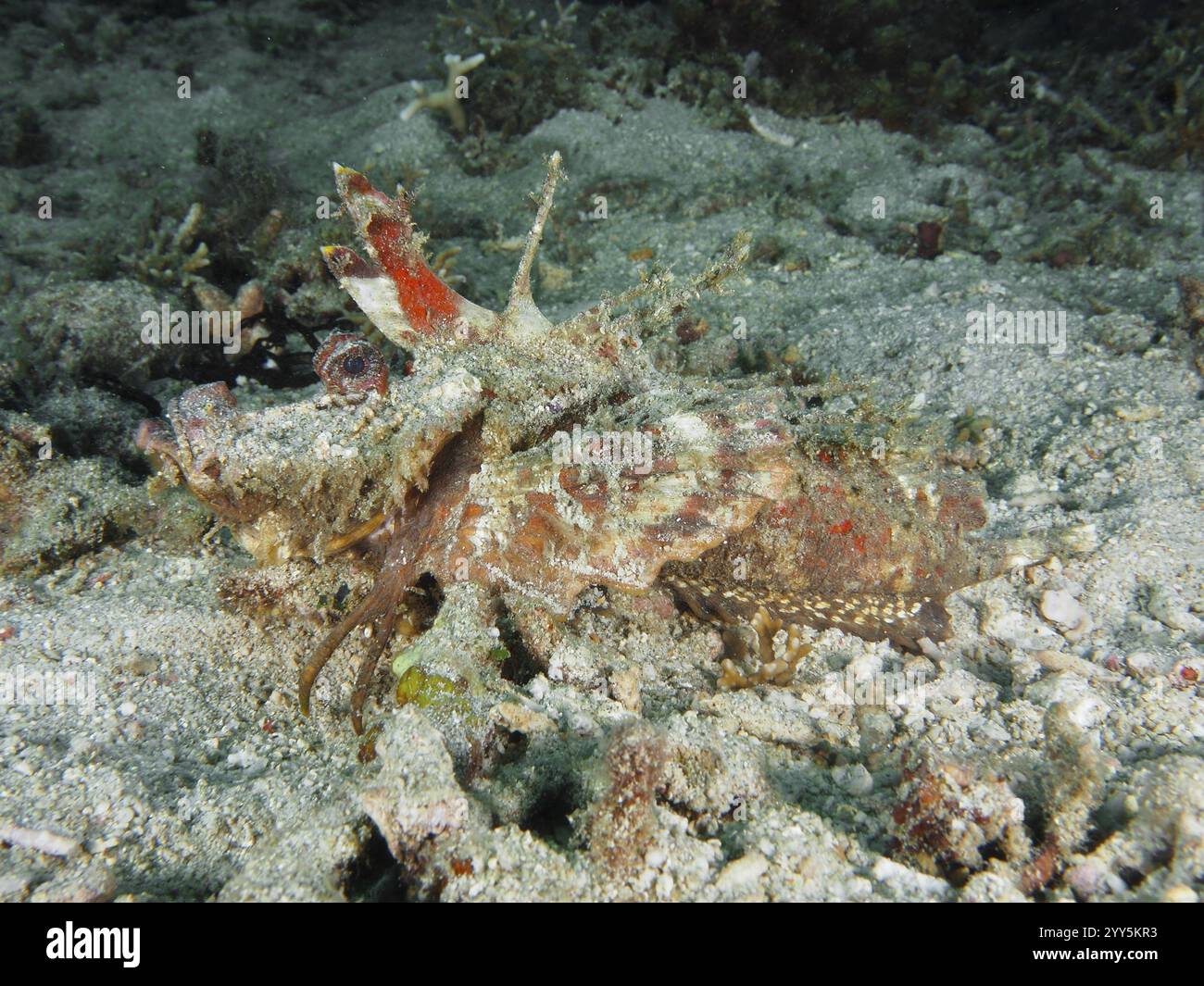 Devil stingers hi-res stock photography and images - Alamy