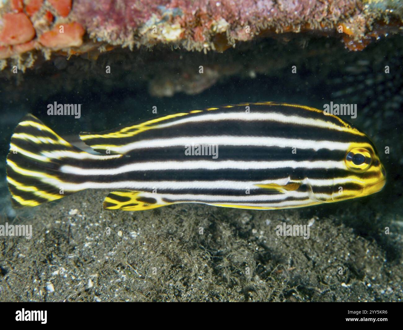 A striped sweetlips (Plectorhinchus lessonii) swimming in front of a ...
