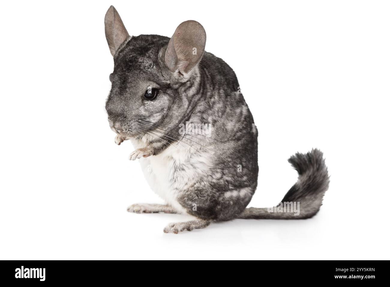 Chinchilla standing on hind legs hi-res stock photography and images ...
