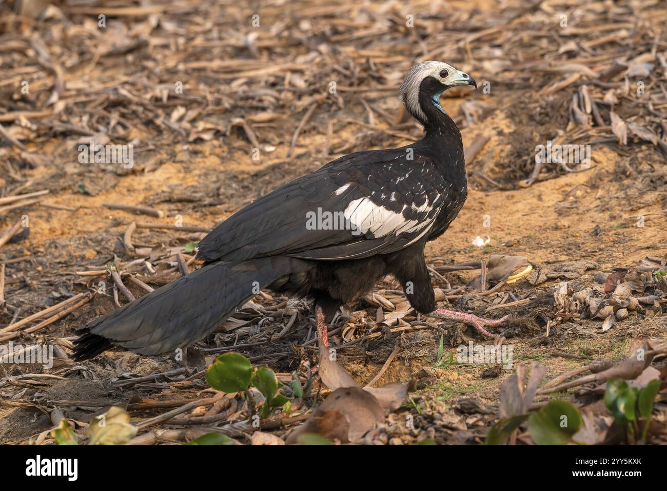 Blue-throated guan (Pipile cumanensis), Pantanal, inland, wetland ...