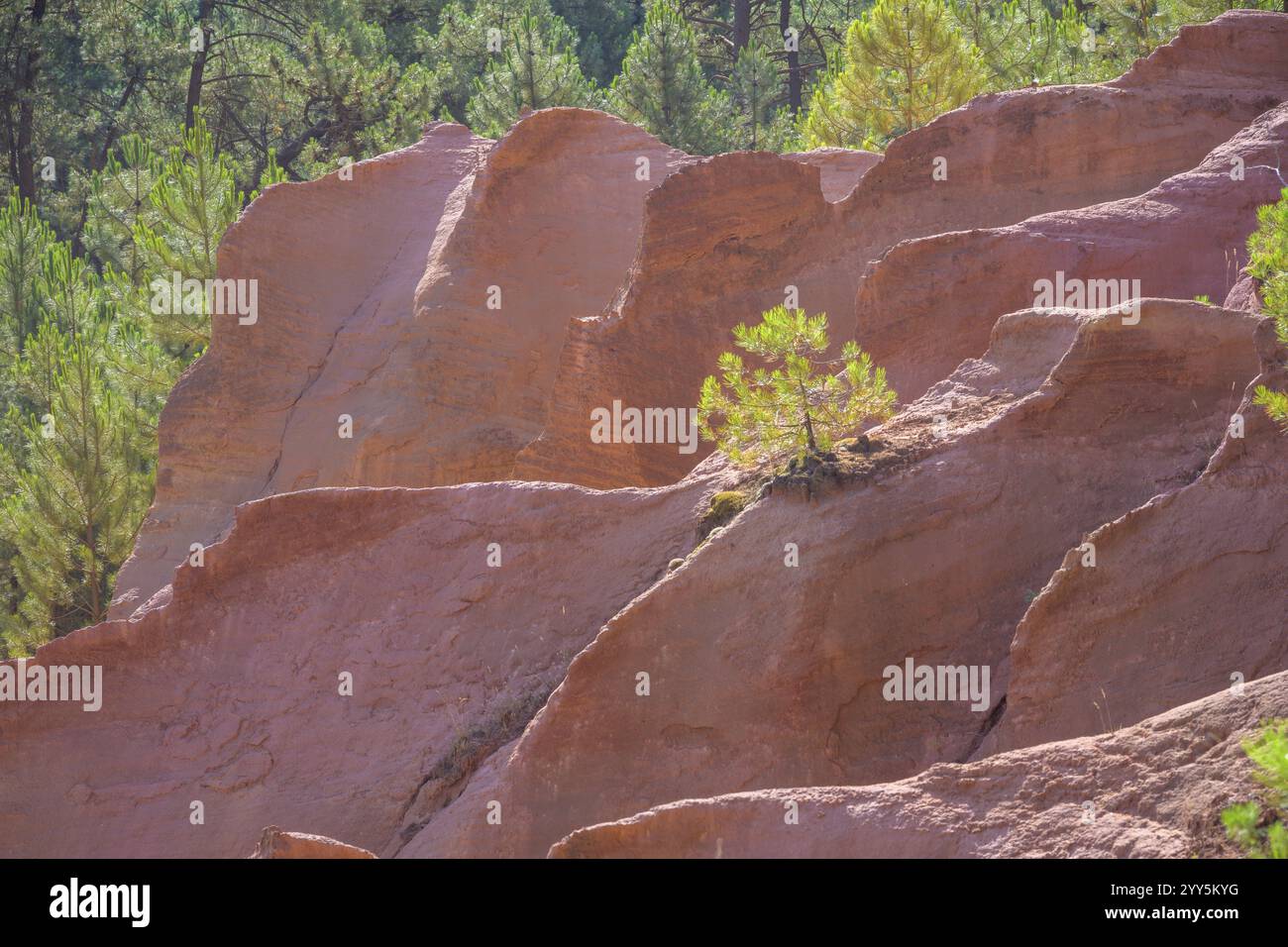 Small conifer and ochre rock of Roussillon, Departement Vaucluse ...