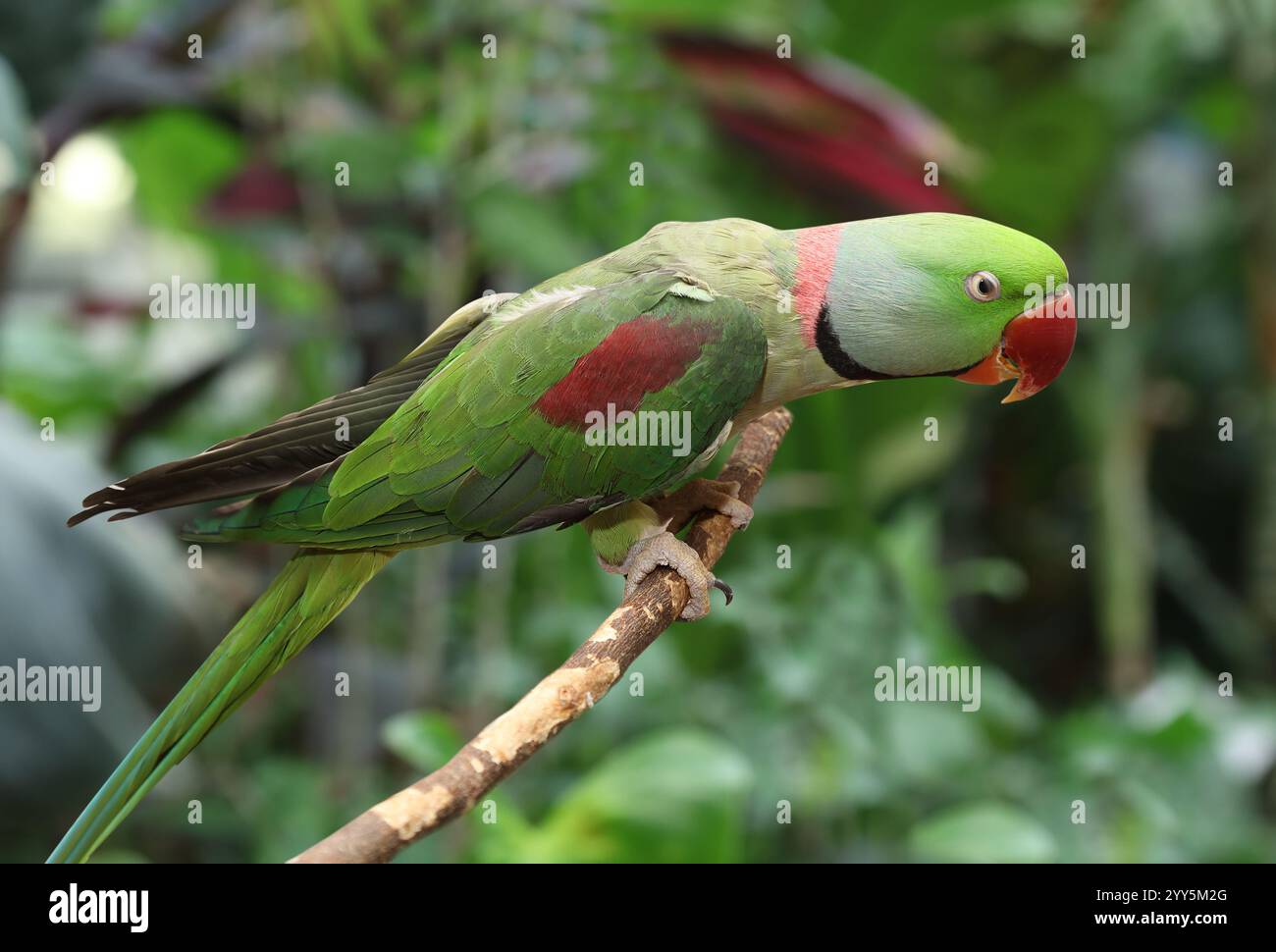 The rose-ringed parakeet (ring-necked parakeet) sitting on a tree ...