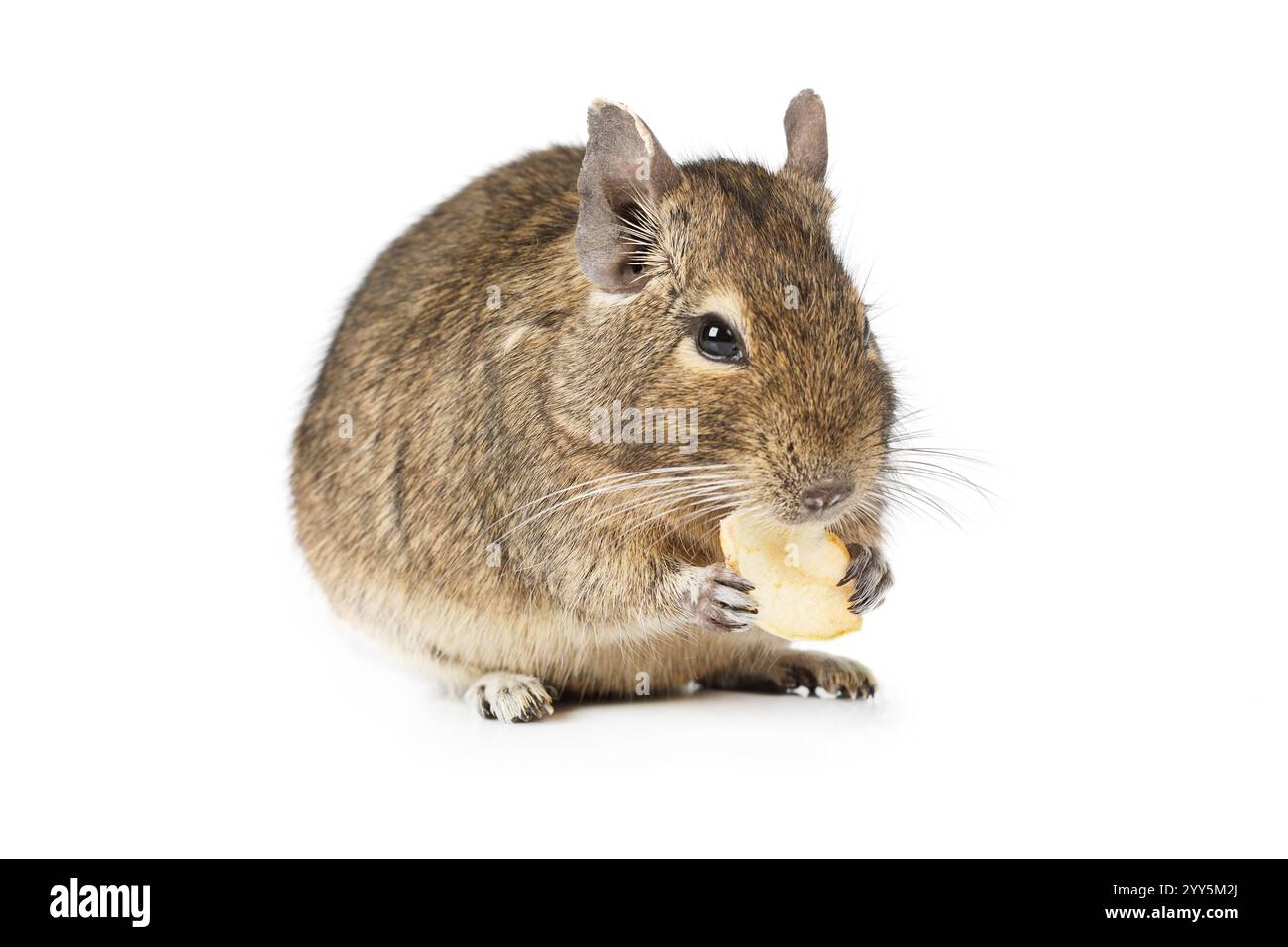 Dried rat hi-res stock photography and images - Alamy