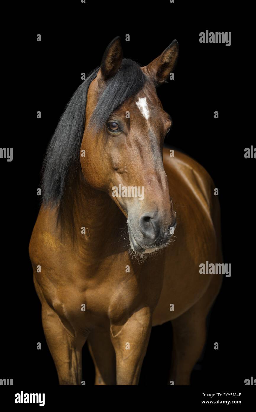 Brown Andalusian gelding in portrait in front of black background ...