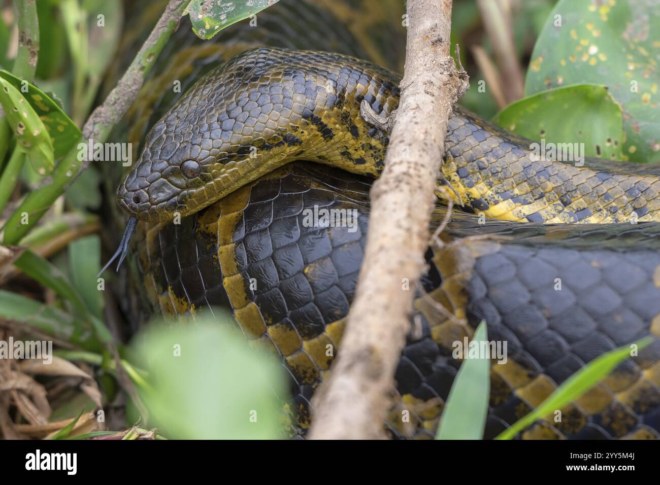 Yellow anaconda (Eunectes notaeus), also known as Paraguay anaconda or ...