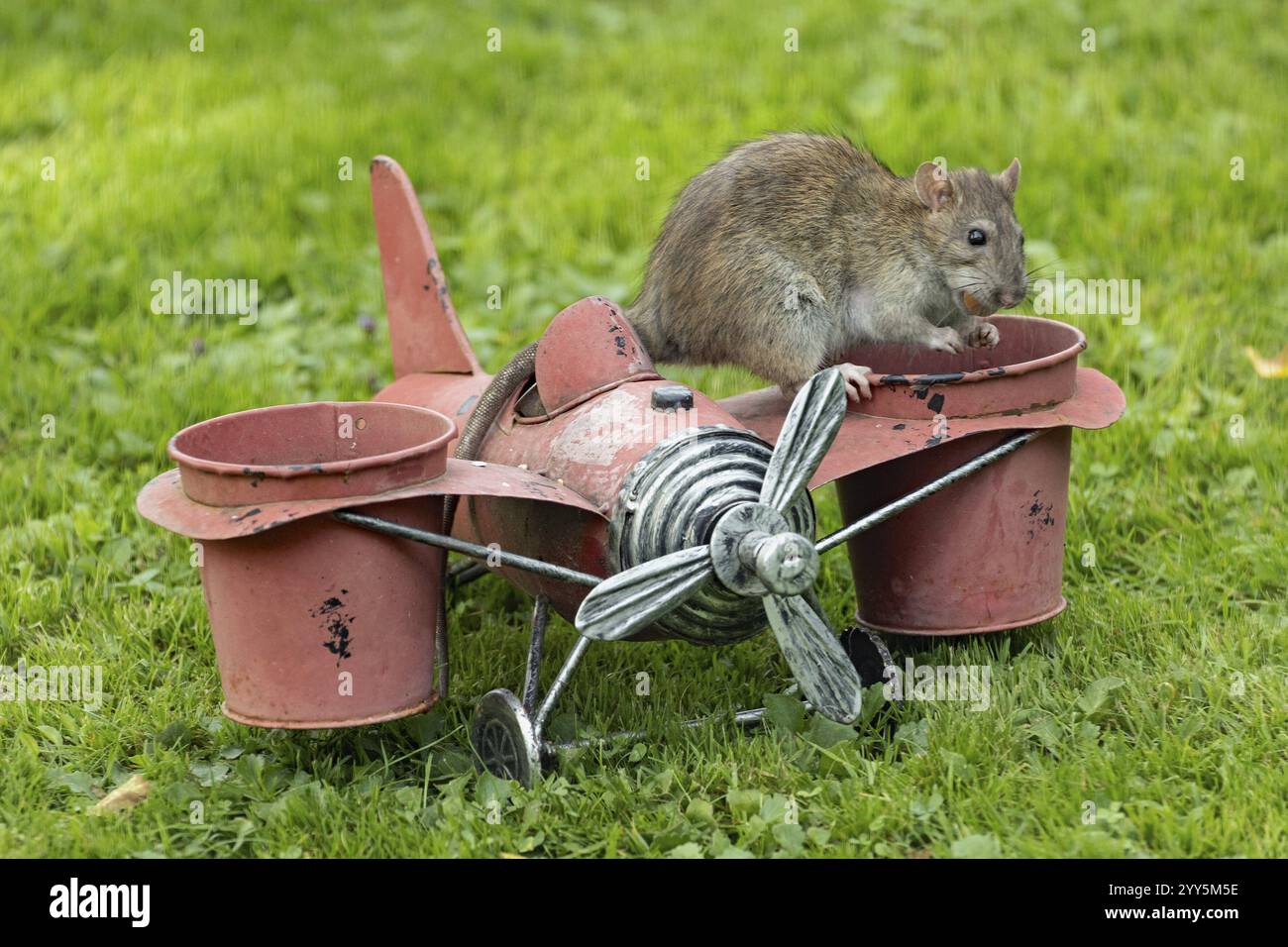 Rat on plane hi-res stock photography and images - Alamy