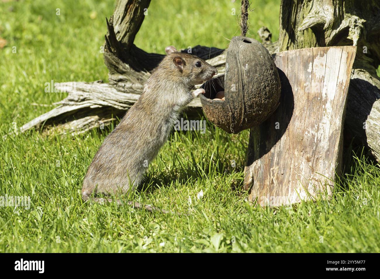 Norway rat standing in front of tree root leaning against food bowl ...