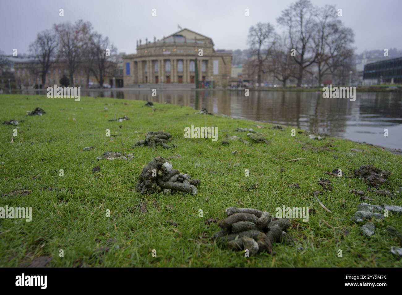 Goose droppings on the banks of the Eckensee, wild goose problem, wild ...