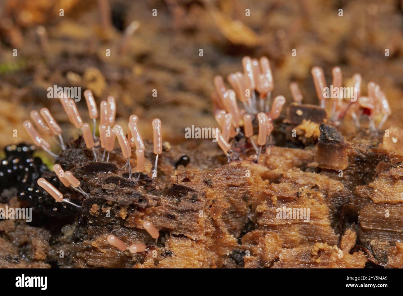 Stemonitopsis typhina several orange fruiting bodies next to each other ...
