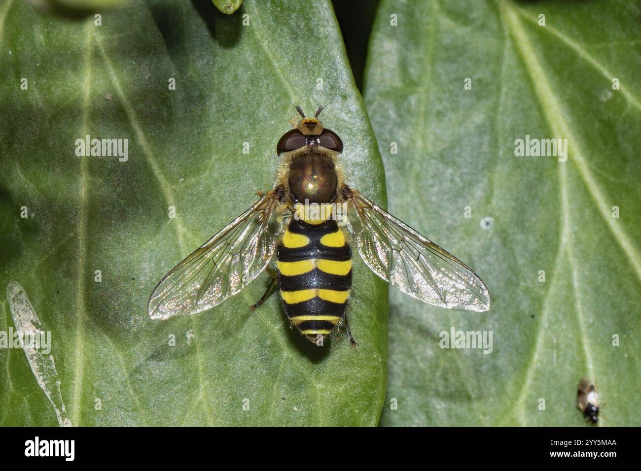 Dorsal view of hoverfly hi-res stock photography and images - Alamy