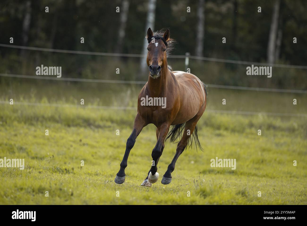 Brown Andalusian gelding galloping in the meadow, Germany, Europe Stock ...