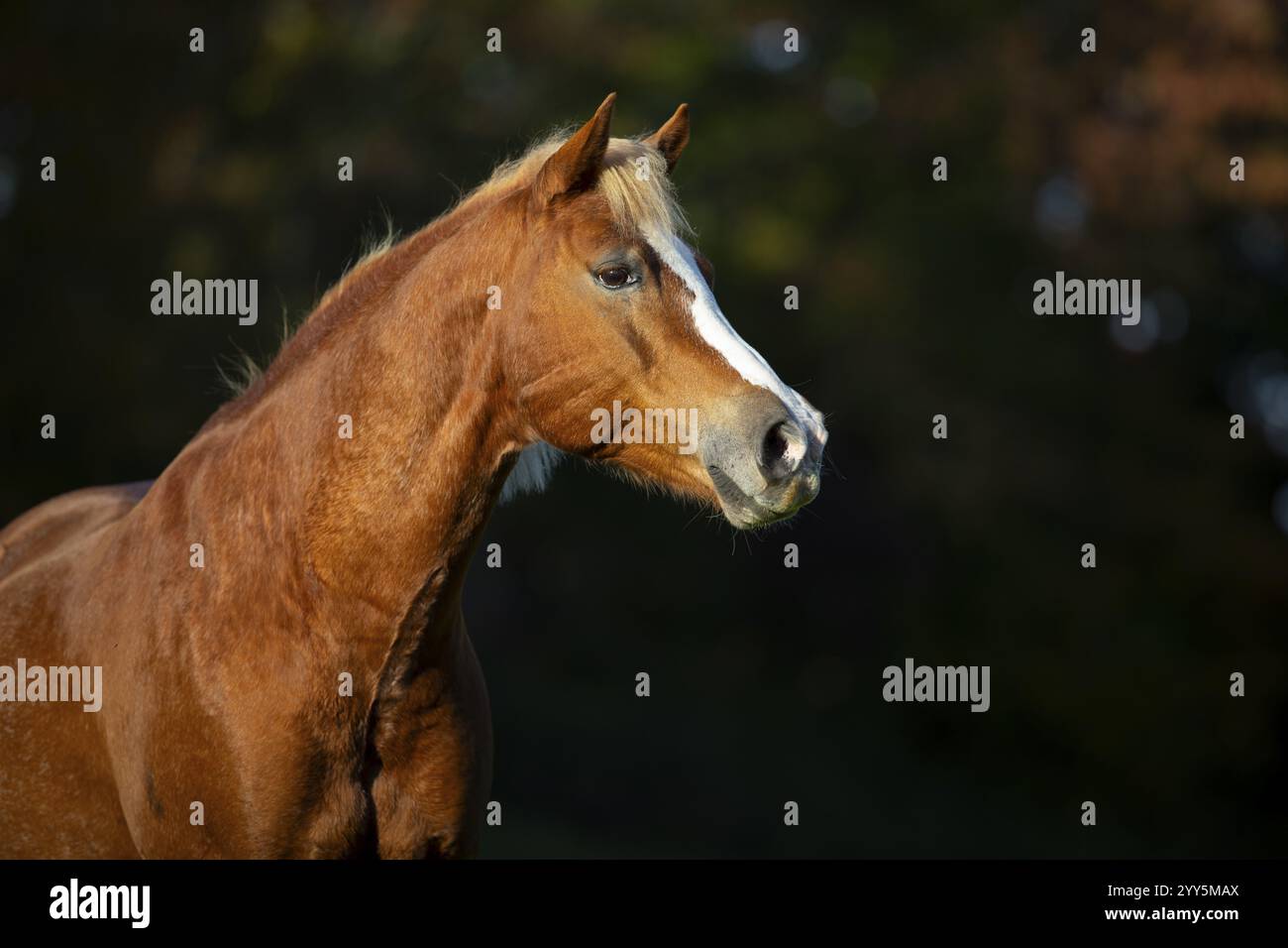 Portrait of Haflinger gelding in autumn on the pasture, Austria, Europe ...