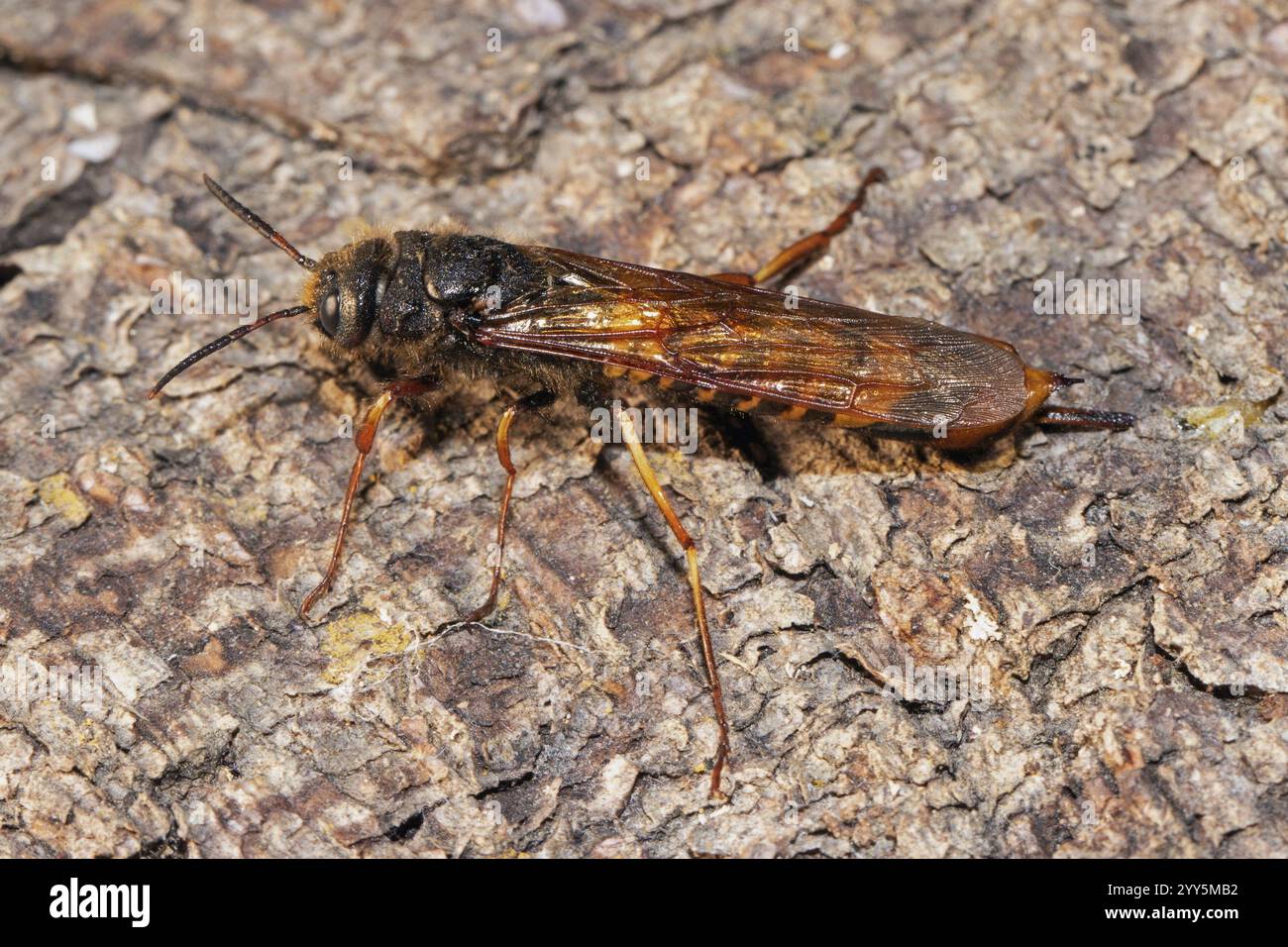 Giant wood wasp sitting on a tree trunk looking left Stock Photo - Alamy