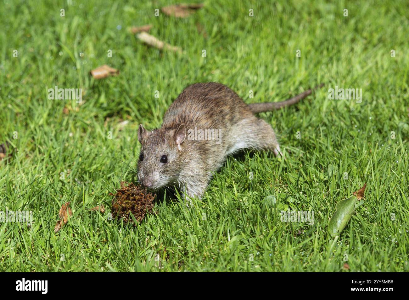 Norway rat standing in green grass looking diagonally left Stock Photo ...