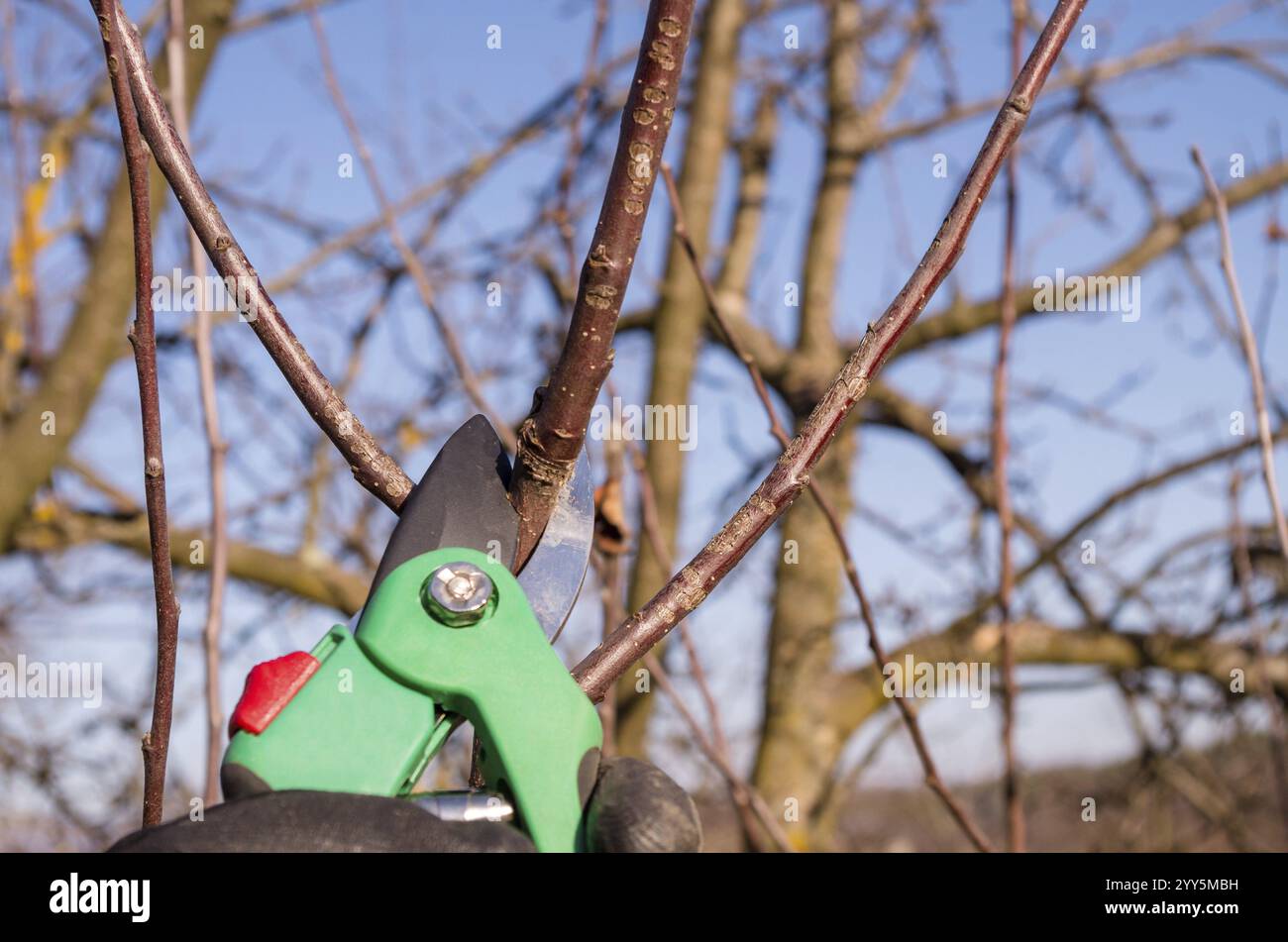 Spring pruning in the garden. Pruning an apple with garden shears ...