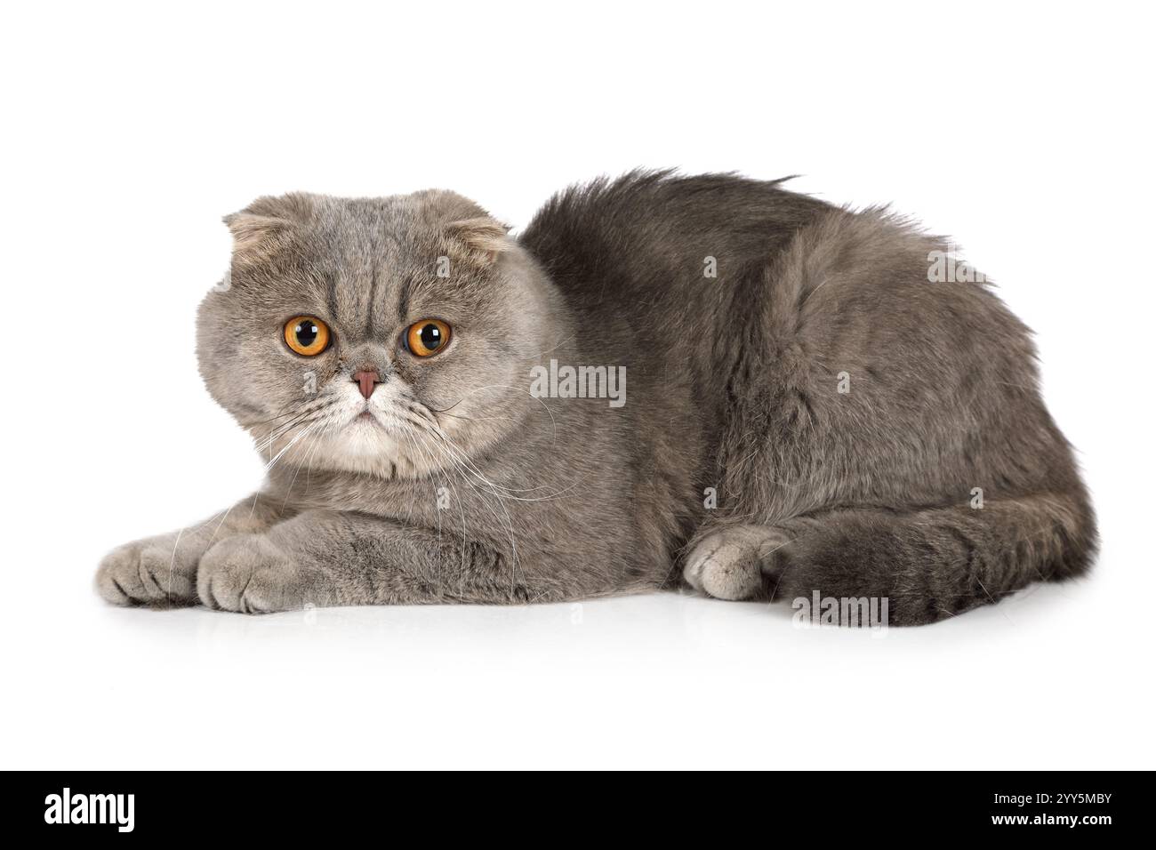 Cute Grey Scottish Fold Cat isolated on a white background Stock Photo ...