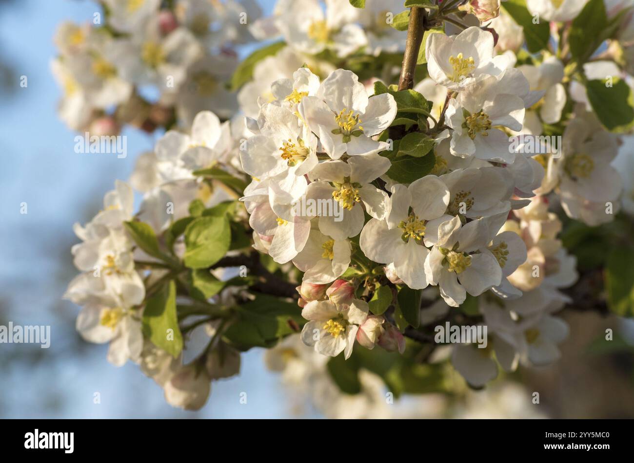 Spring blossoms of blooming apple tree in springtime. Ð flower of apple ...