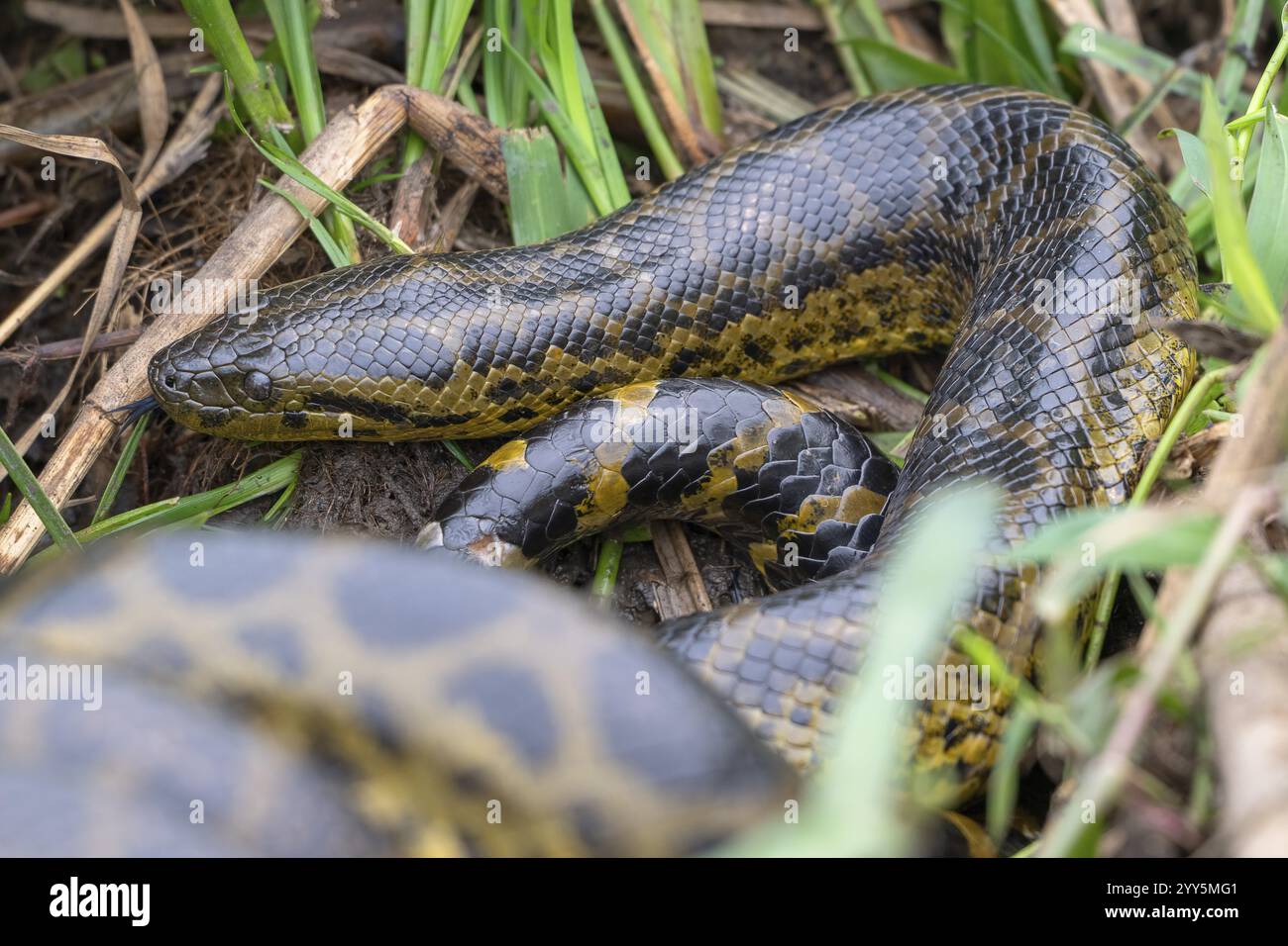 Yellow anaconda (Eunectes notaeus), also known as Paraguay anaconda or ...