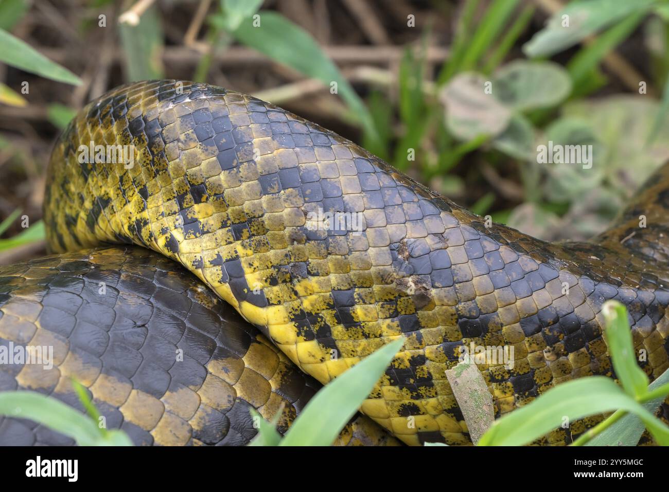 Yellow anaconda (Eunectes notaeus), also known as Paraguay anaconda or ...