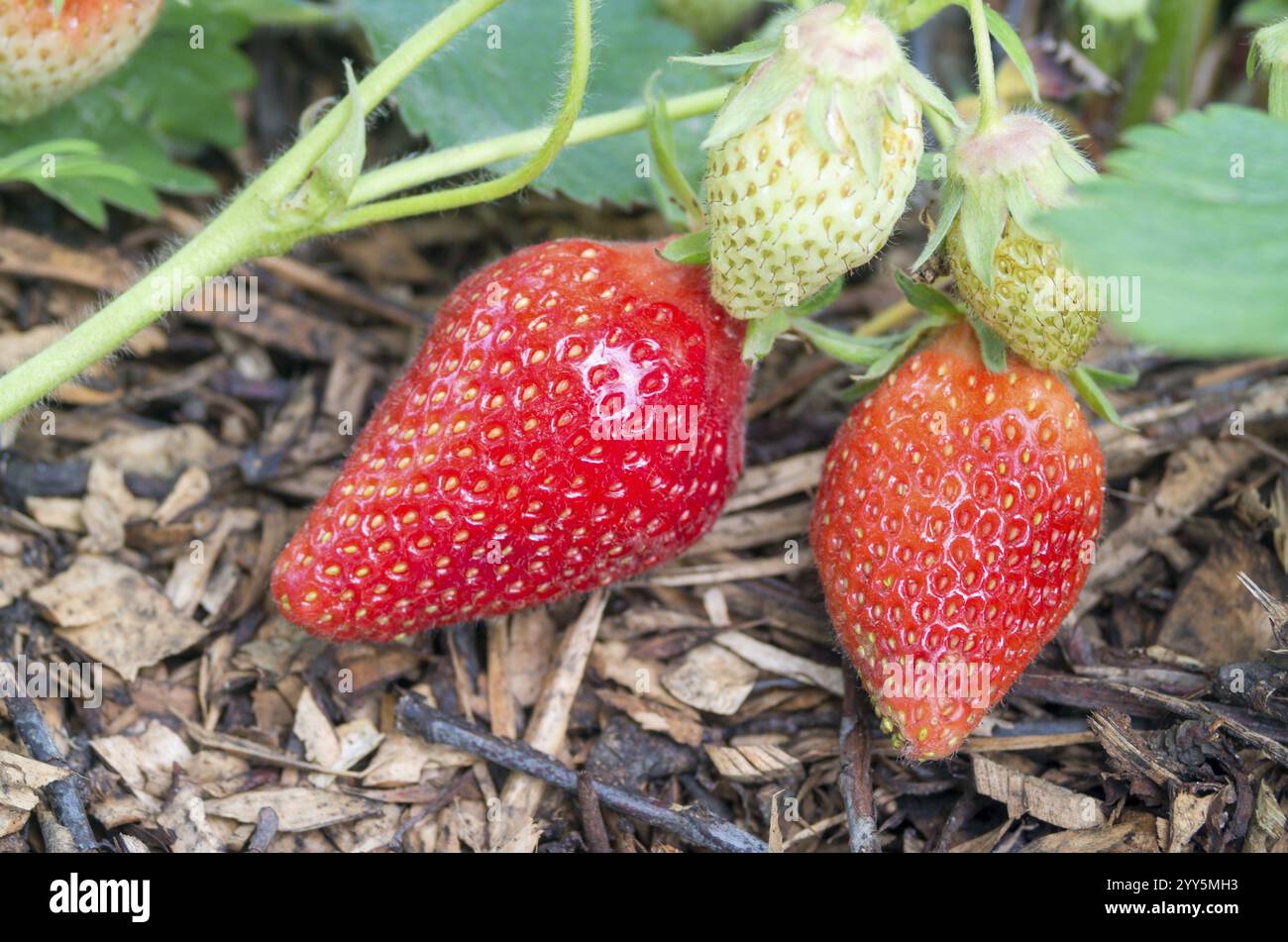 Strawberries. Natural, organic strawberries with green leaves sprouting ...