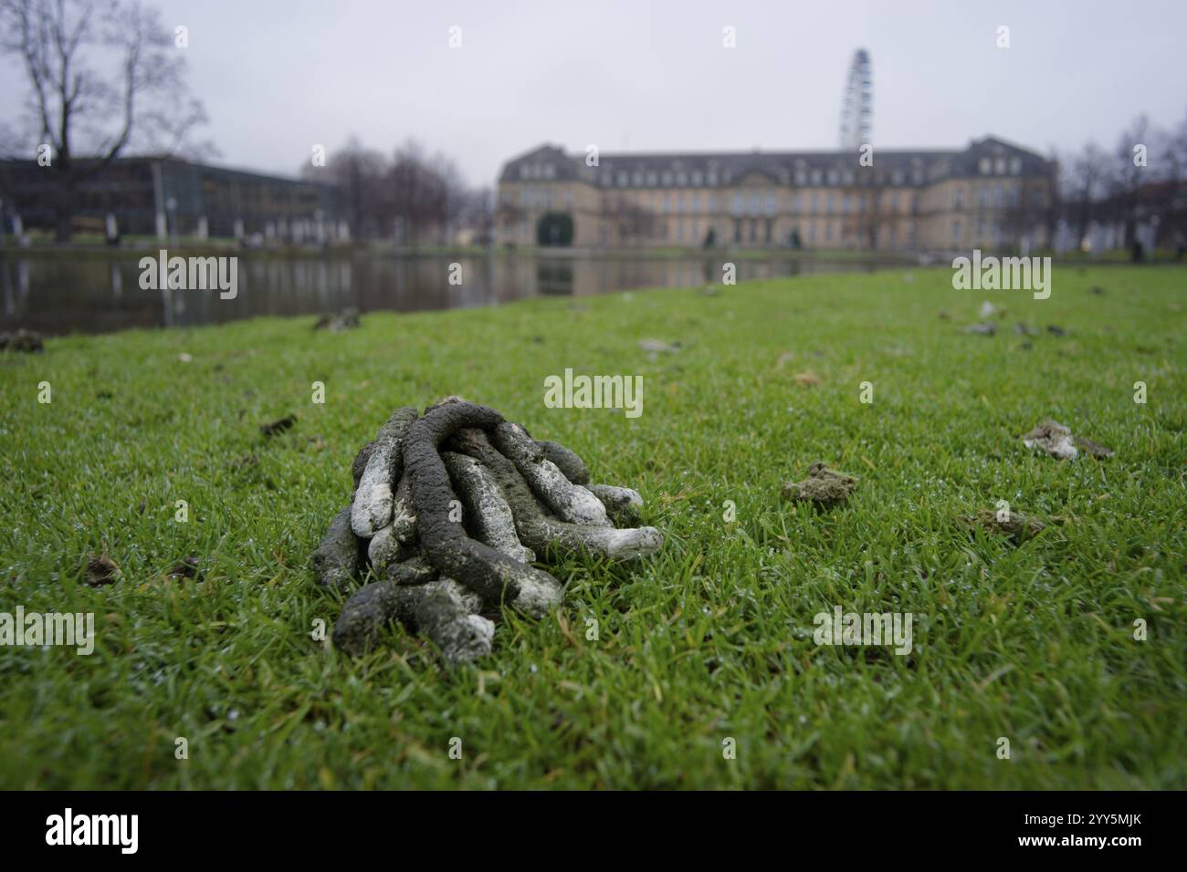 Goose droppings on the banks of the Eckensee, wild goose problem, wild ...