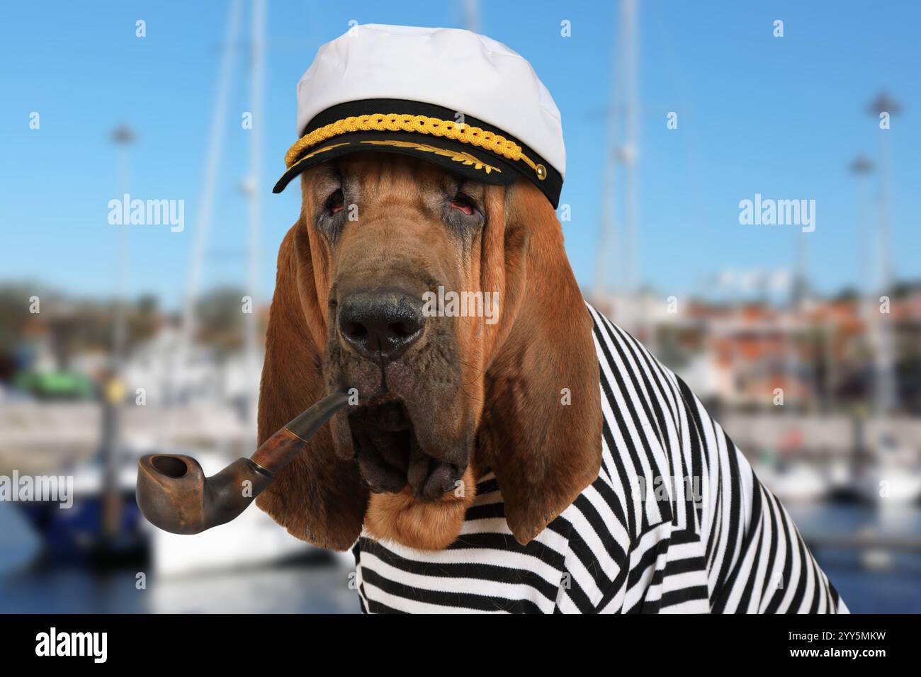 Purebred Bloodhound dog dressed in a marine uniform with a pipe in his ...
