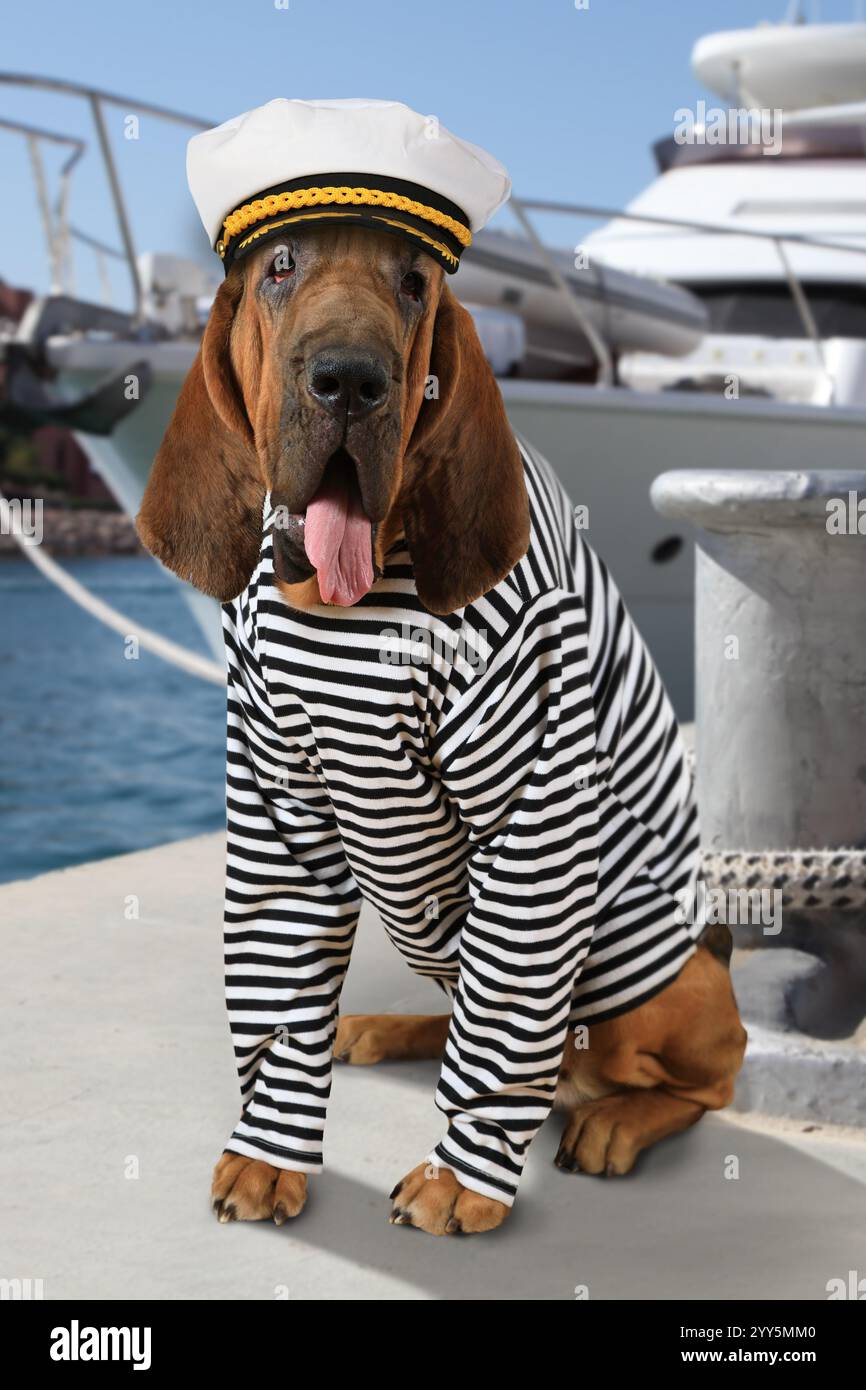 Bloodhound dog dressed in a marine uniform with tongue hanging out on ...