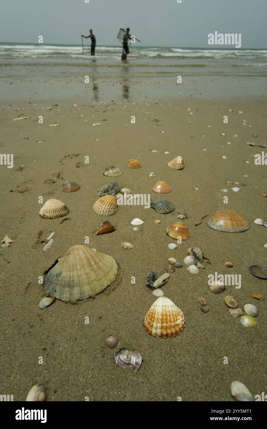 Mussel fisherman on the beach near Monte Gordo, Algarve, mussels ...