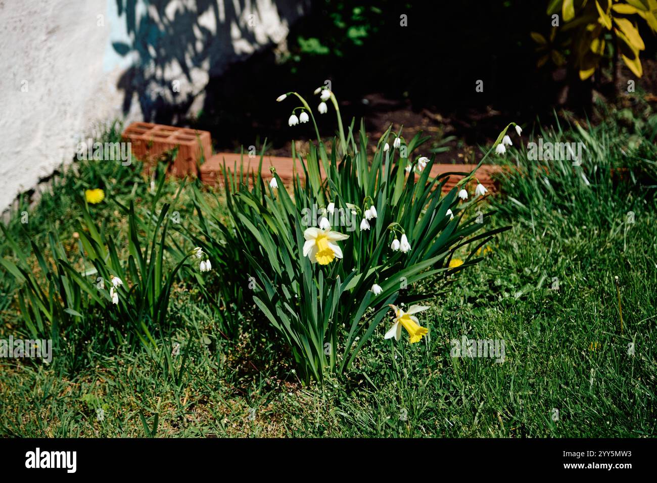 Narcissus pseudonarcissus, commonly named the wild daffodil or Lent ...