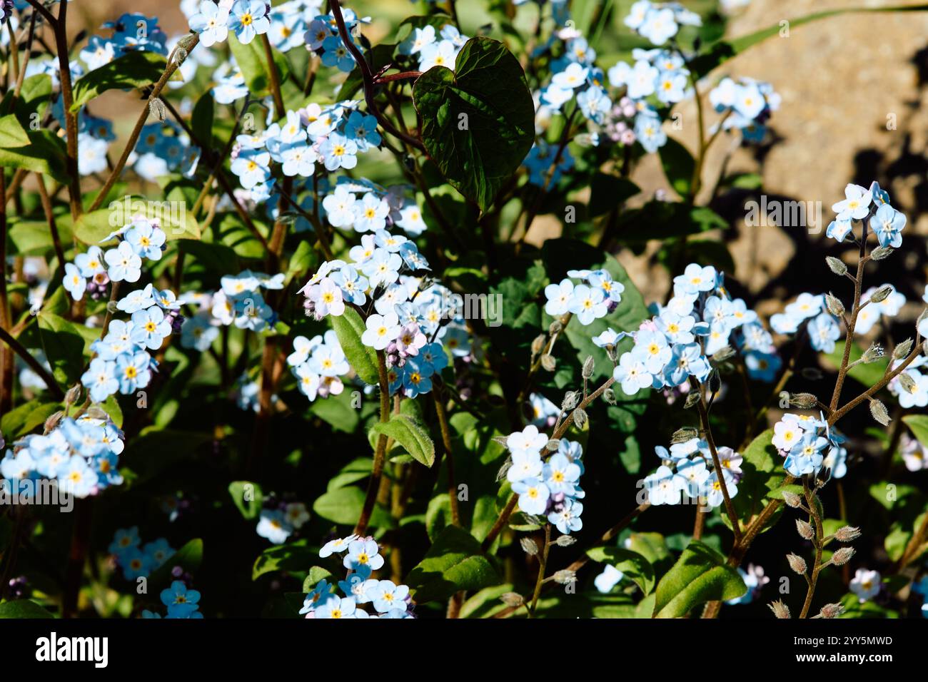 The perennial forget-me-not flower spreads easily, reproducing freely ...
