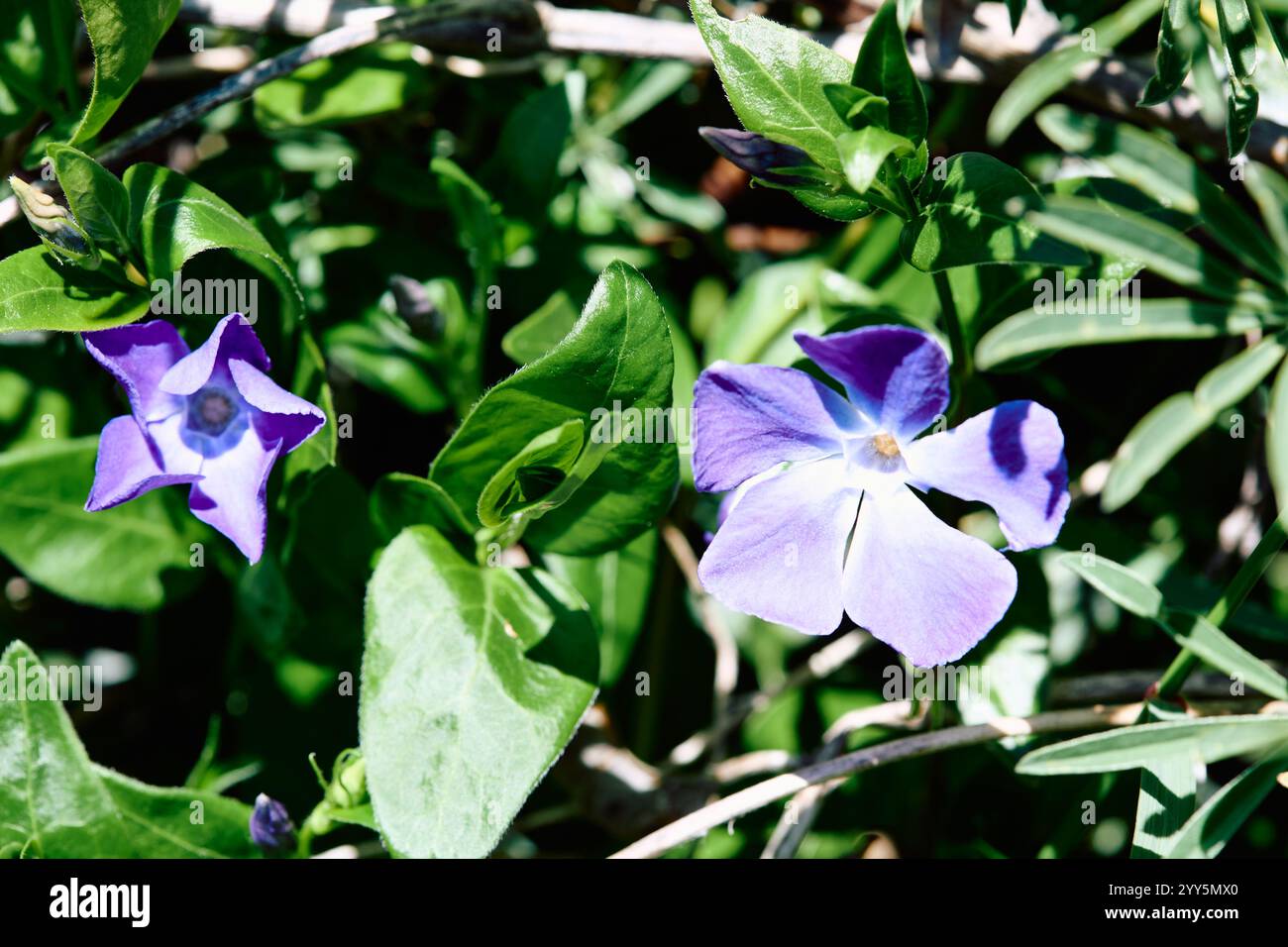 Vinca major, with the common names bigleaf periwinkle, large periwinkle ...