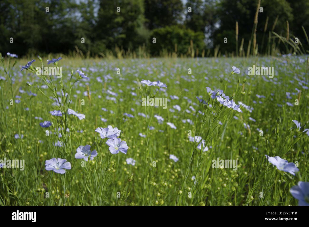 Flowering flax (Linum), flax, flower, plant, linen plant, oil, linseed ...