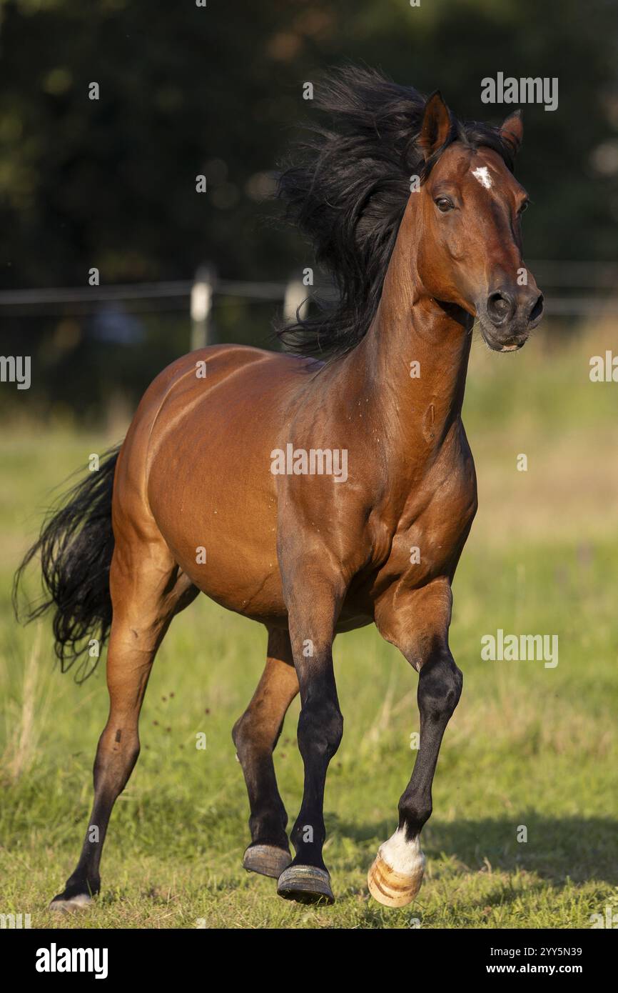 Brown Andalusian gelding galloping in the meadow, Germany, Europe Stock ...