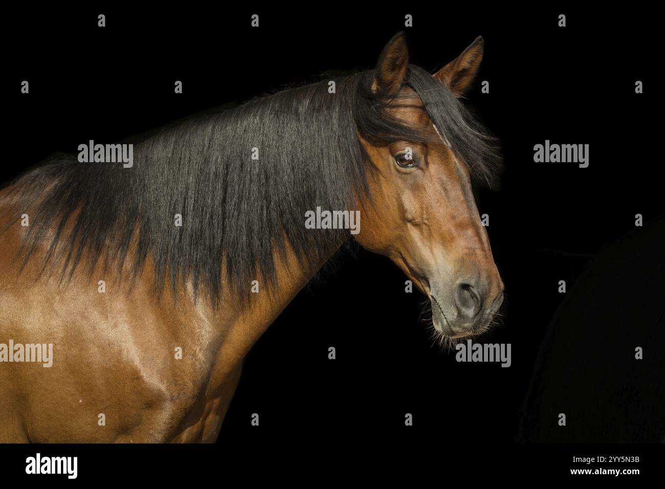 Brown Andalusian gelding in portrait in front of black background ...
