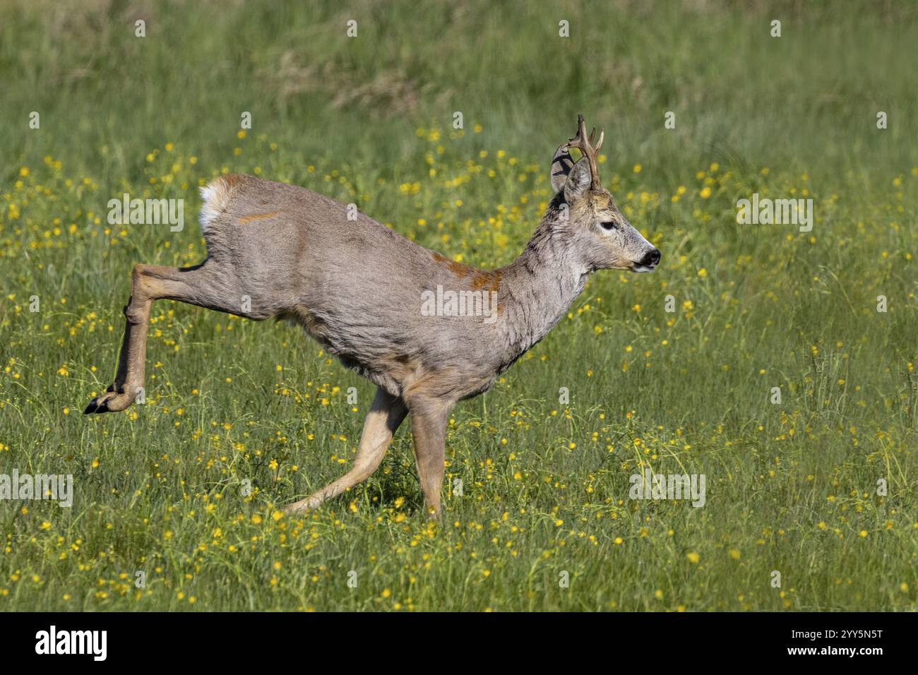 Roe deer jumping through hi-res stock photography and images - Alamy