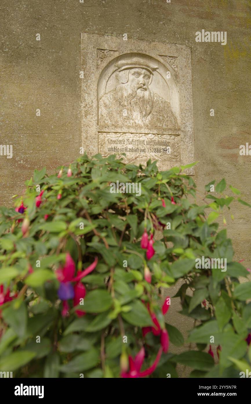 Blooming fuchsias in front of the portrait of Leonhart Fuchs, fuchsia ...
