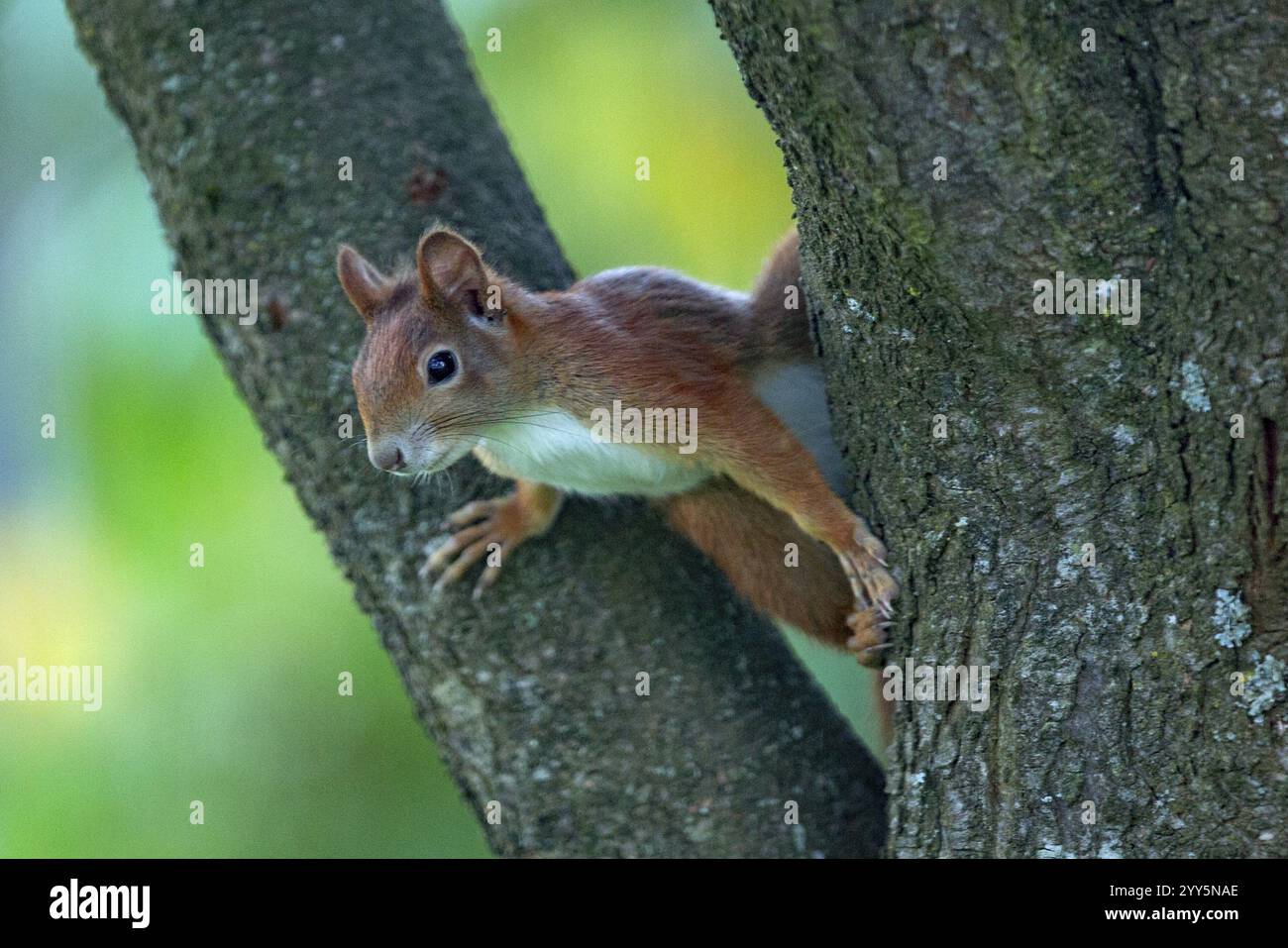Squirrel sitting between two tree trunks looking left Stock Photo - Alamy