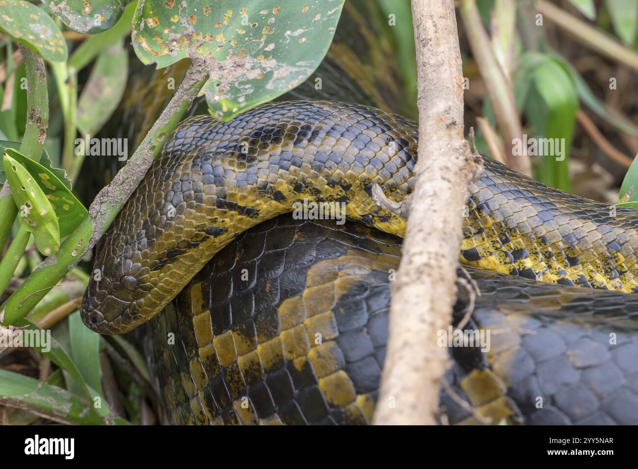 Yellow anaconda (Eunectes notaeus), also known as Paraguay anaconda or ...