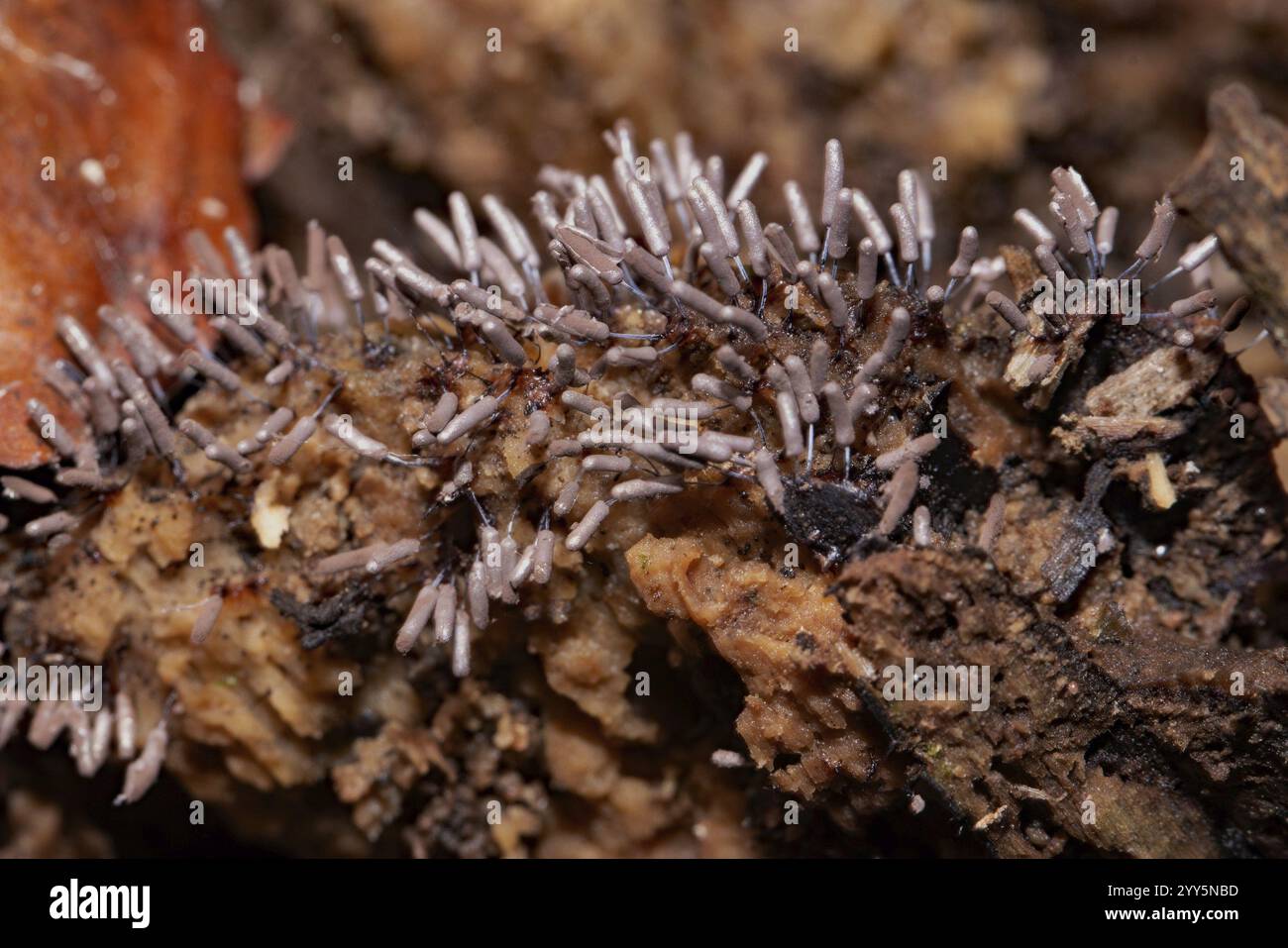 Stemonitopsis typhina many brown fruiting bodies next to each other on ...