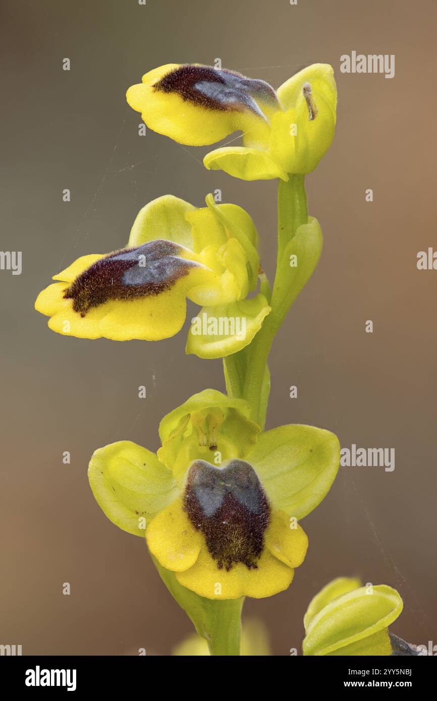 Yellow Ophrys, Ophrys lutea, rare, Portugal, Europe Stock Photo - Alamy