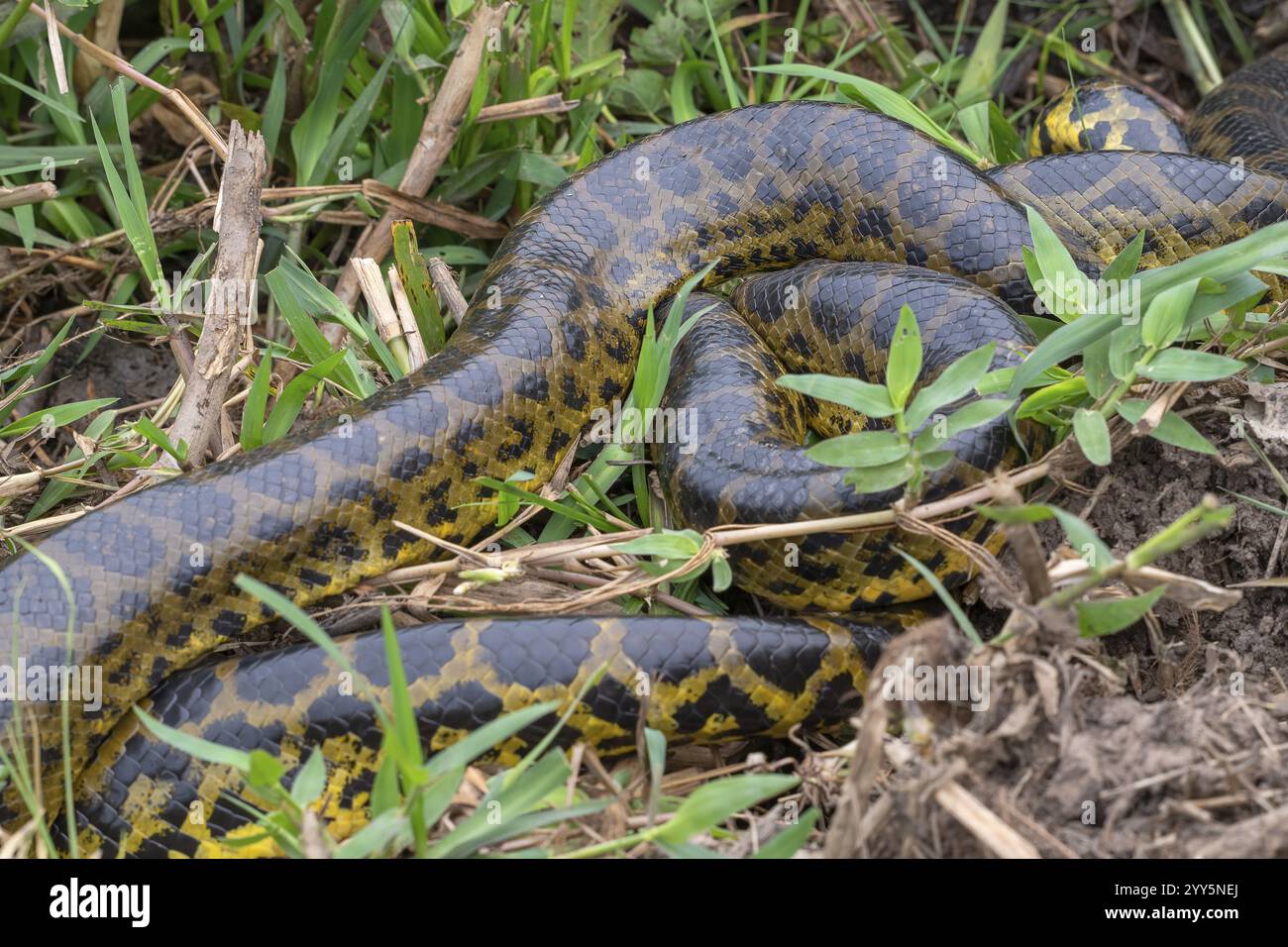 Yellow anaconda (Eunectes notaeus), also known as Paraguay anaconda or ...
