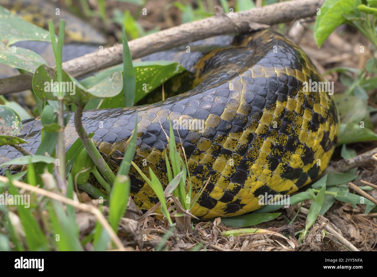 Yellow anaconda (Eunectes notaeus), also known as Paraguay anaconda or ...