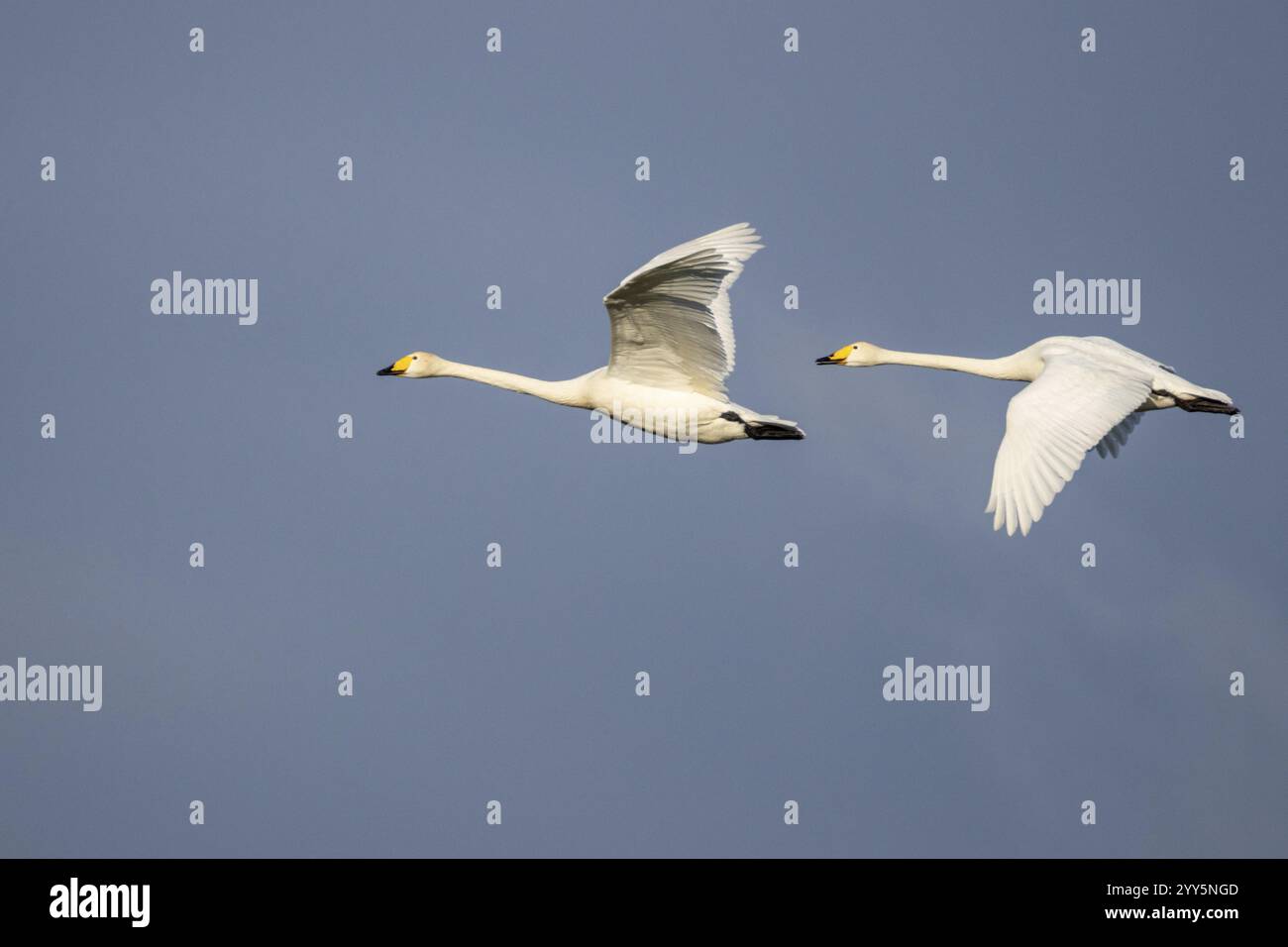 Whooper swan, Cygnus cygnus, flying, flight photo Stock Photo - Alamy