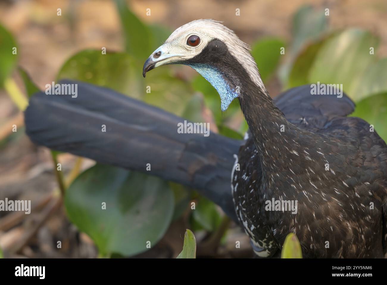 Blue-throated guan (Pipile cumanensis), Pantanal, inland, wetland ...