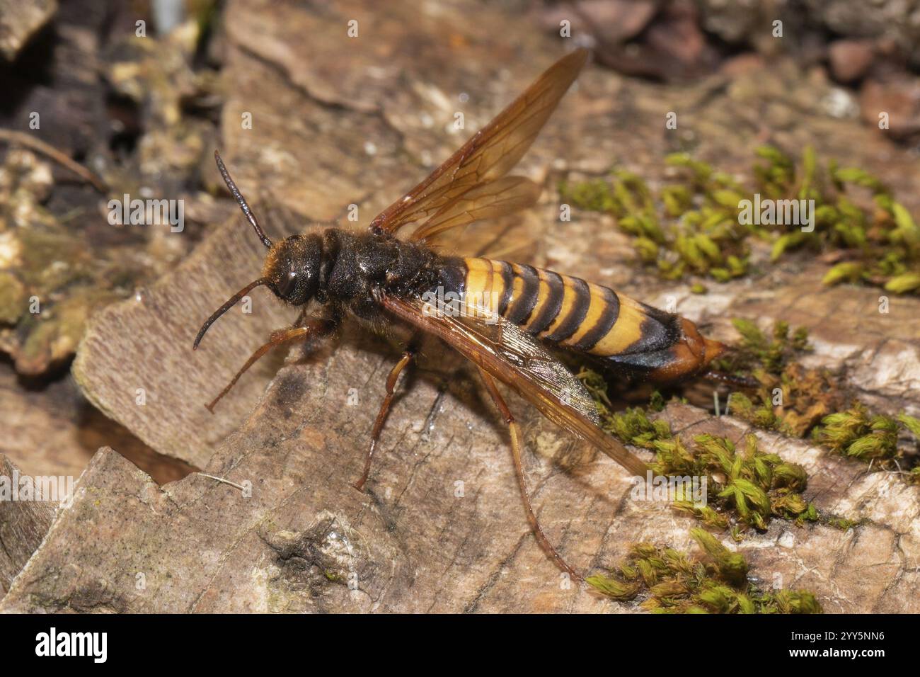 Giant wood wasp with open wings sitting on tree trunk looking left ...